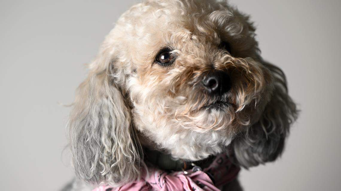Final round: vote in our Thurston Co. cutest dog contest | The Olympian