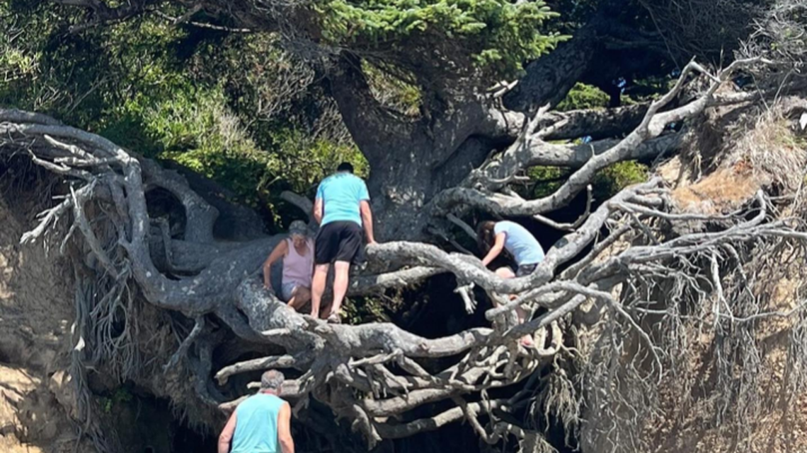 Hikers are climbing exposed roots of endangered Tree of Life | The Olympian