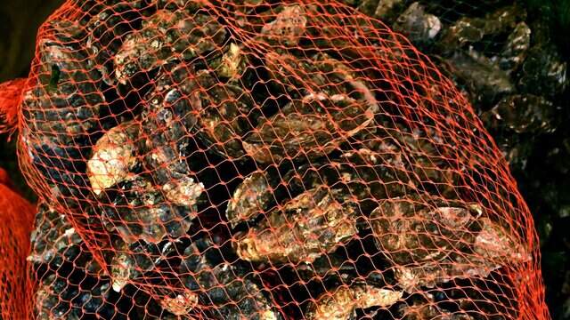 Biotoxin detected in shellfish in Eld Inlet, harvesting closed | The ...