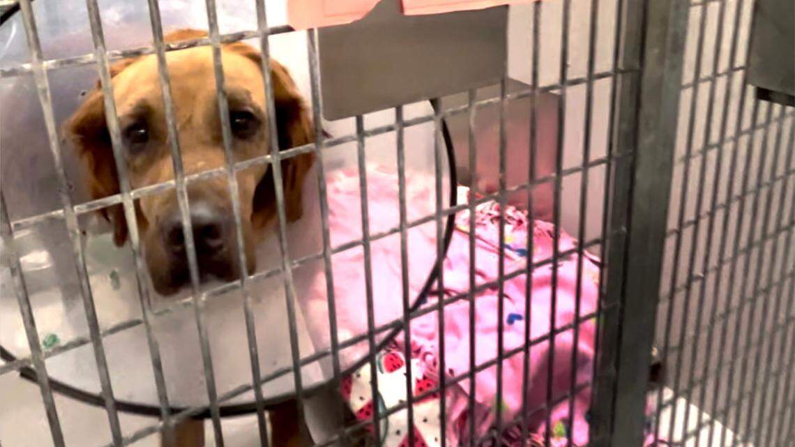 Joint Animal Services receives $1M to design new building | The Olympian