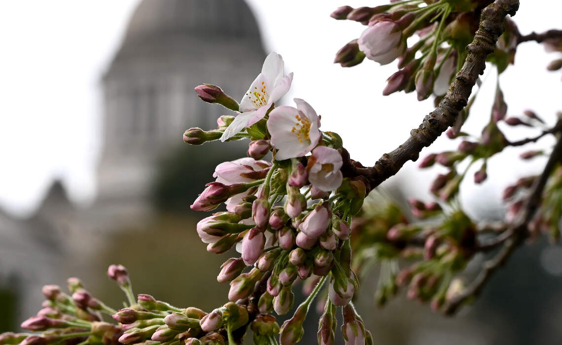 Cherry tree buds begin their 2025 bloom at WA Capitol Campus | The Olympian