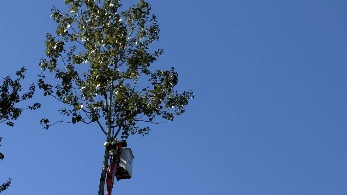 Tree removal underway at Olympia's 'Jungle' homeless camp | The Olympian