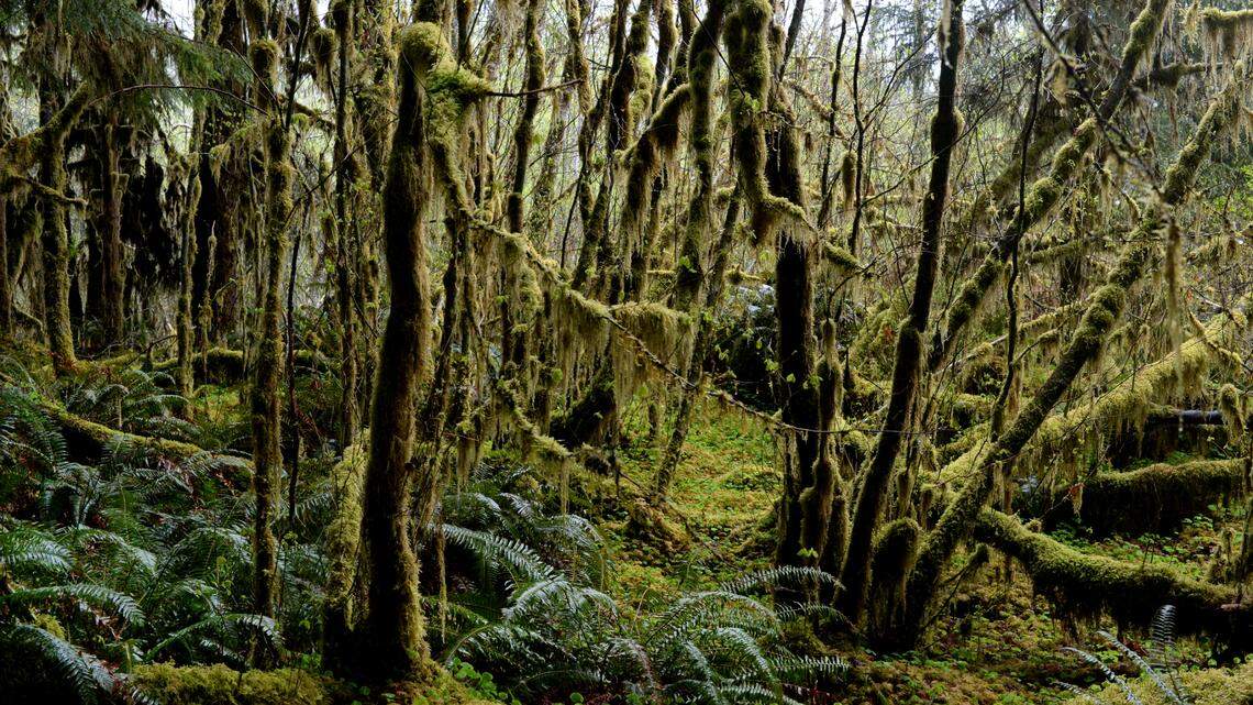 Hoh Rain Forest set to open again in May after long closure | Tacoma ...
