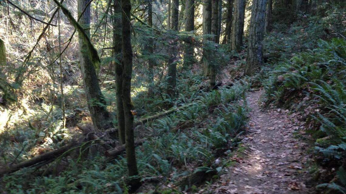 New trails planned this year at McCormick Forest Park | Tacoma News Tribune