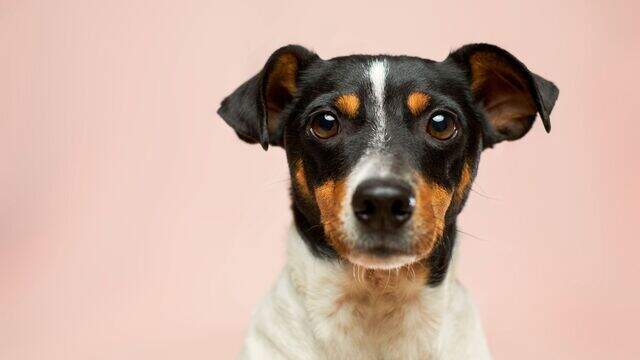 Cutest dogs in US? Vote in our pet contest 2025 | The Olympian
